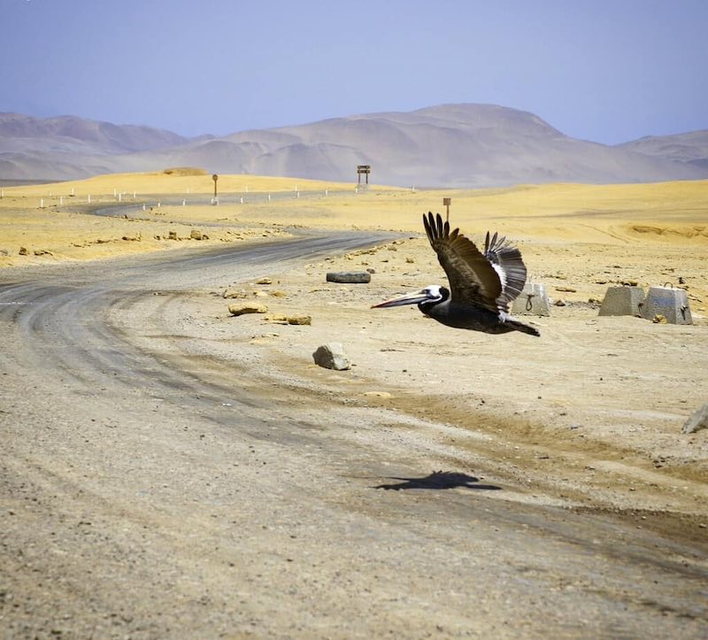 Paracas Full Day - Ballestas Islands and Paracas National Reserve ...